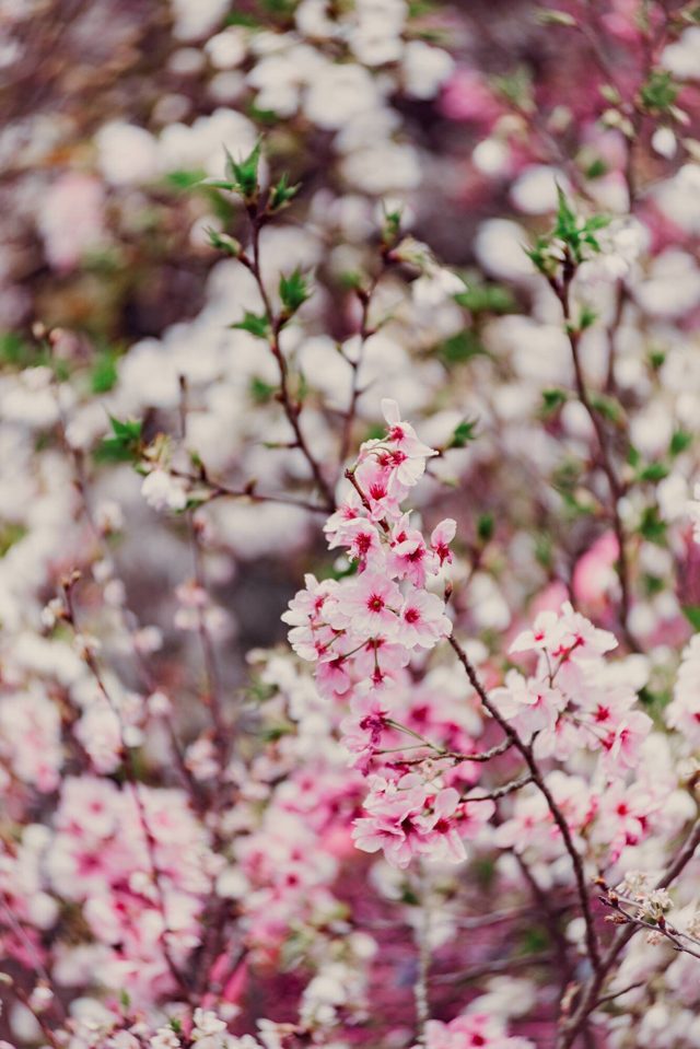 Japanese Cherry Blossom Festival - Hanoi set Vietnam Record - Hanoi Culture and Sport Facilities